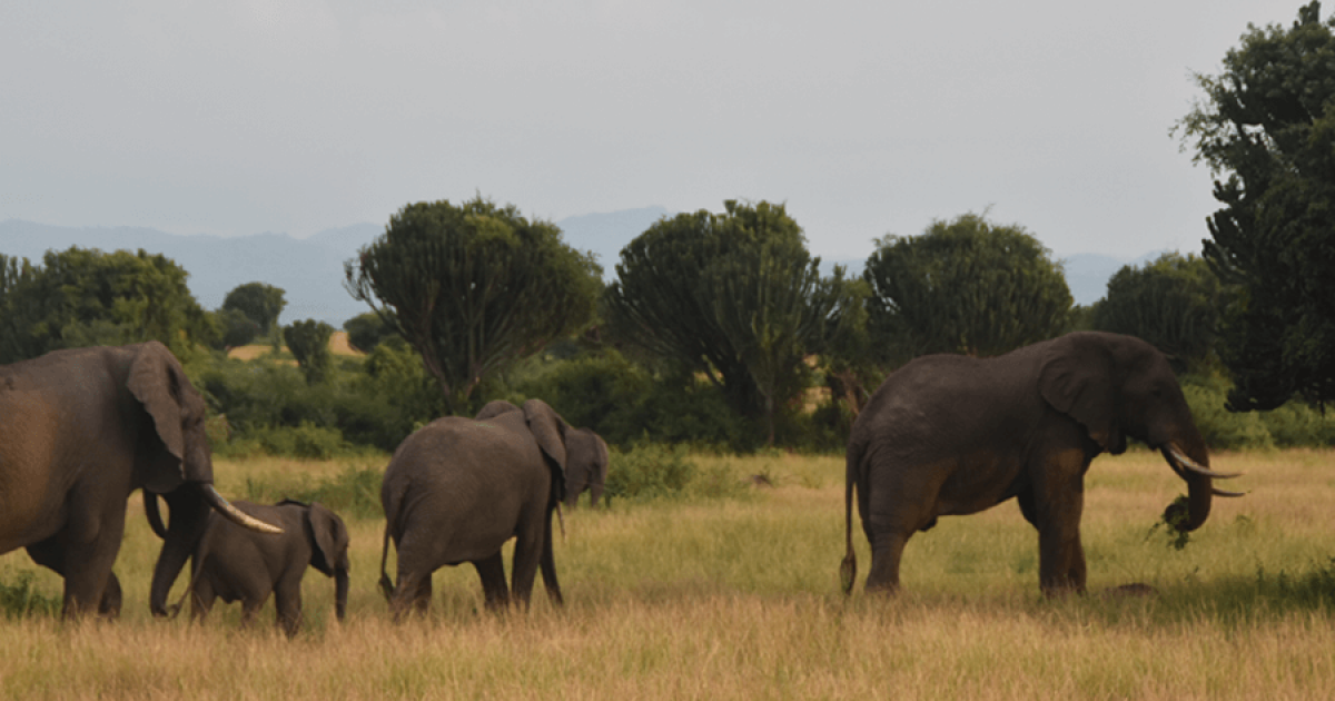 Nimule National Park, South Sudan - The Untold Adventure