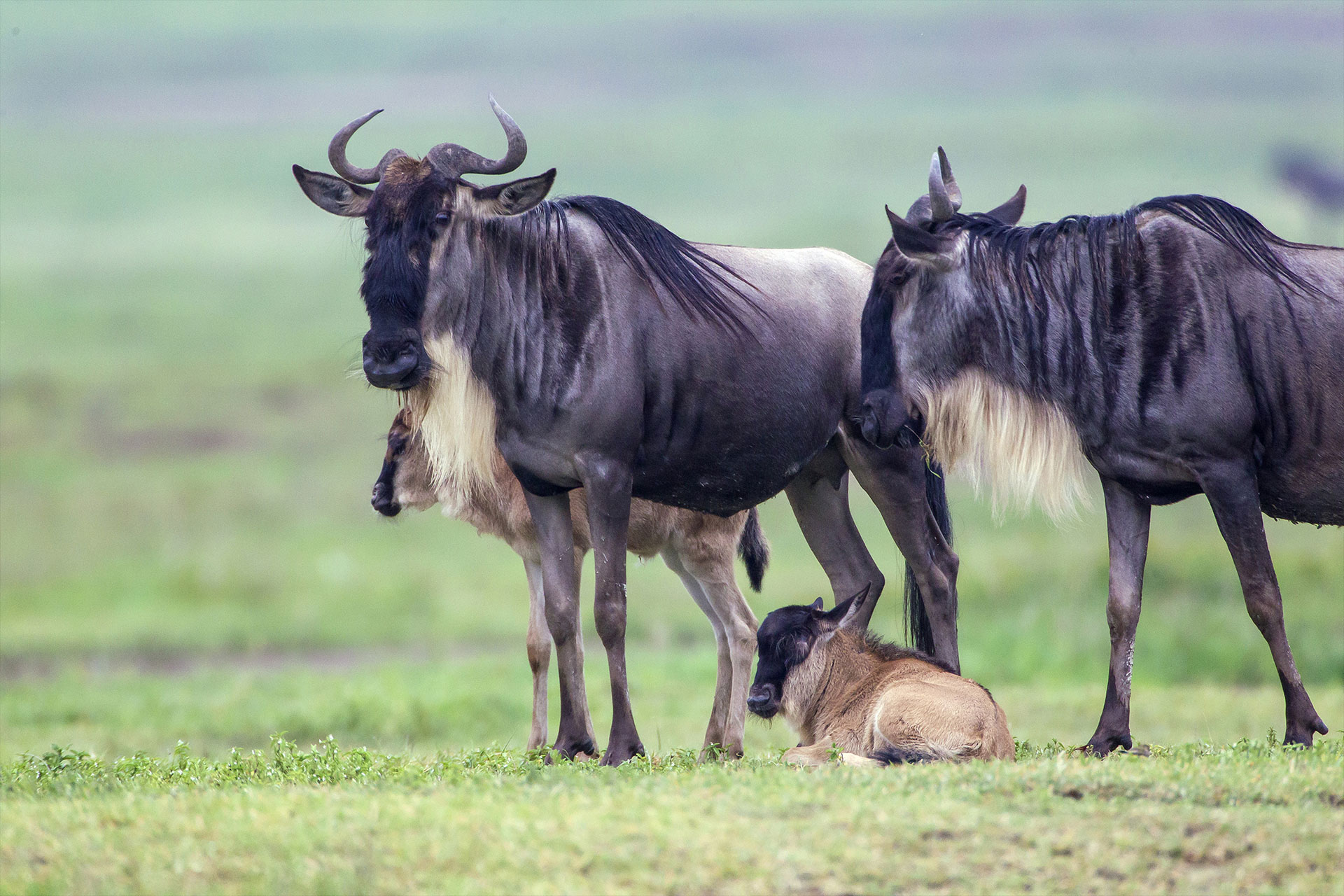 The Serengeti Wildebeest Calving Season Safari Itinerary