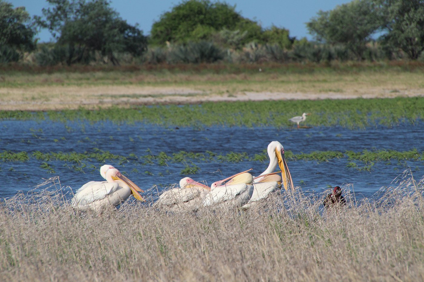 Banhine National Park in Mozambique | Kabira Safaris Africa