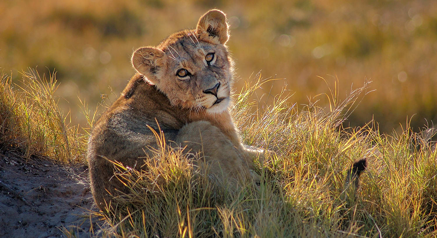 Botswana Wildlife Safaris | Bespoke Wilderness Adventures