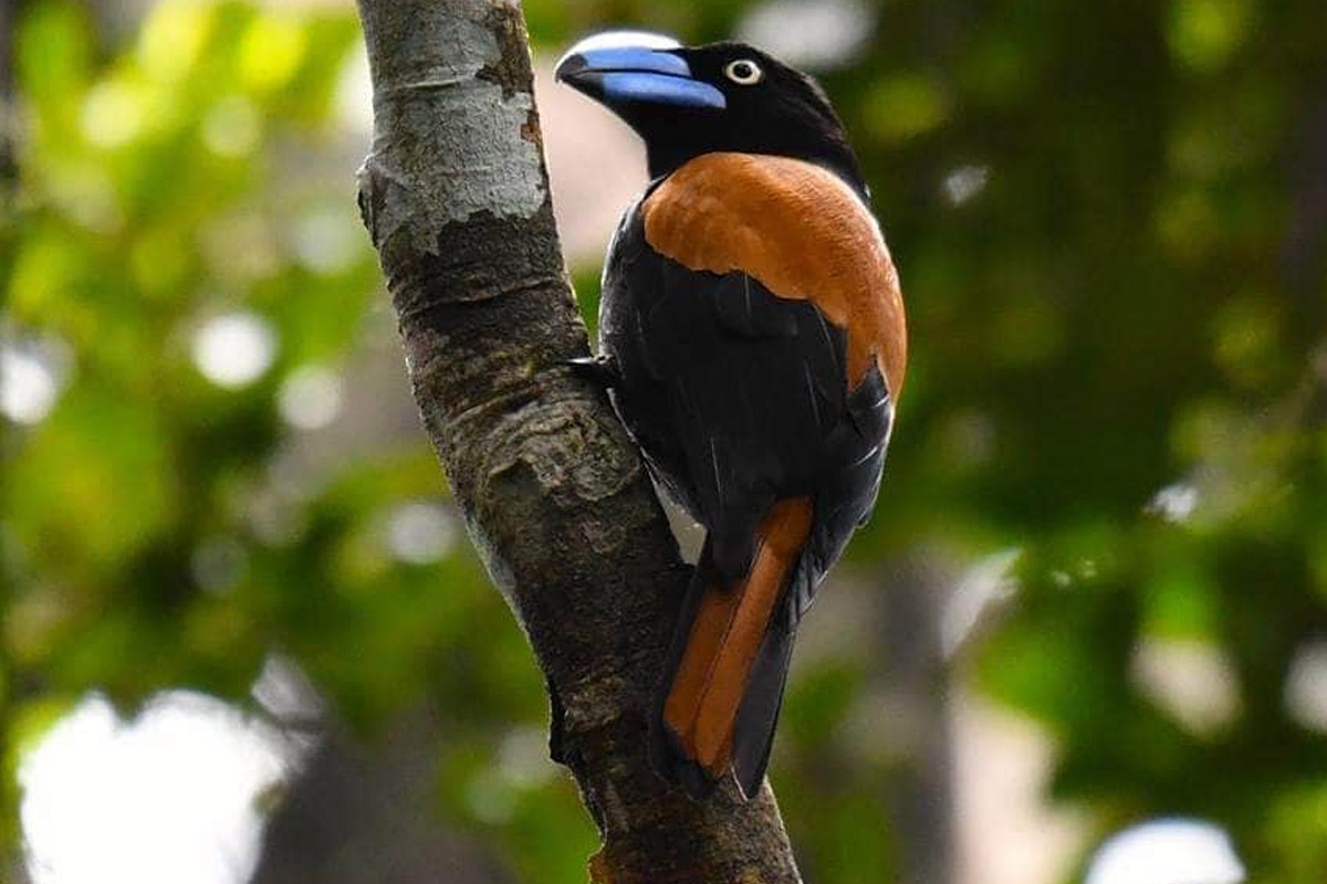 Birding in Madagascar [Birding Destinations & Bird Species]