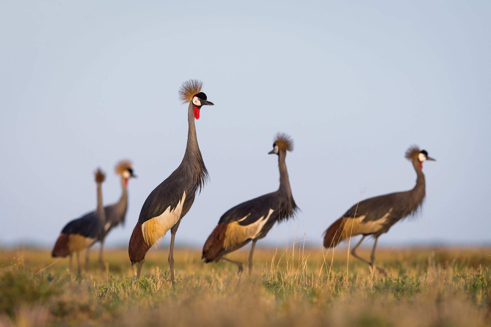 Best Birding Africa Birdwatching Tours, Trips & Destinations