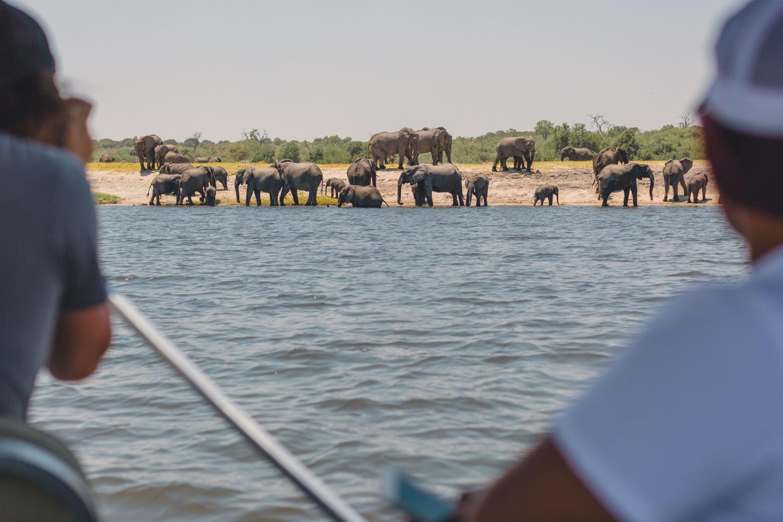 Desert And Delta Safaris: Our Premium Botswana Safari Brand