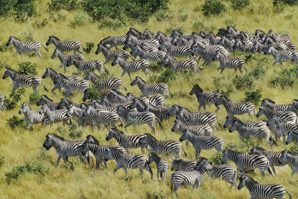 The Botswana's Great Zebra Migration Map, Facts, When & Where