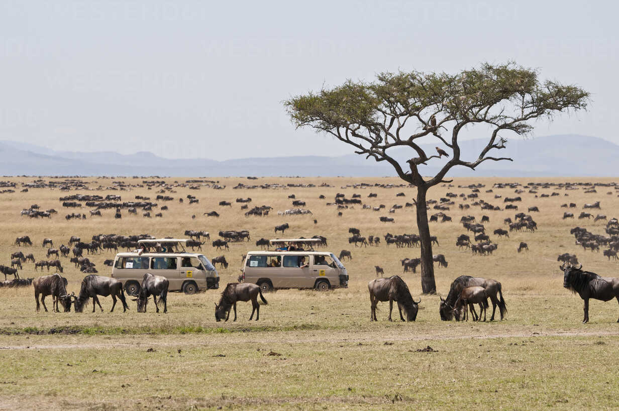 Worst/Best Time to Visit Kenya: A Month By Month Guide