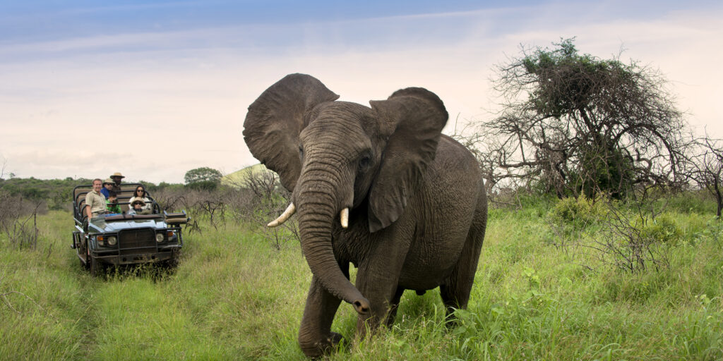African Safaris For Couples, Things to Do, Destinations
