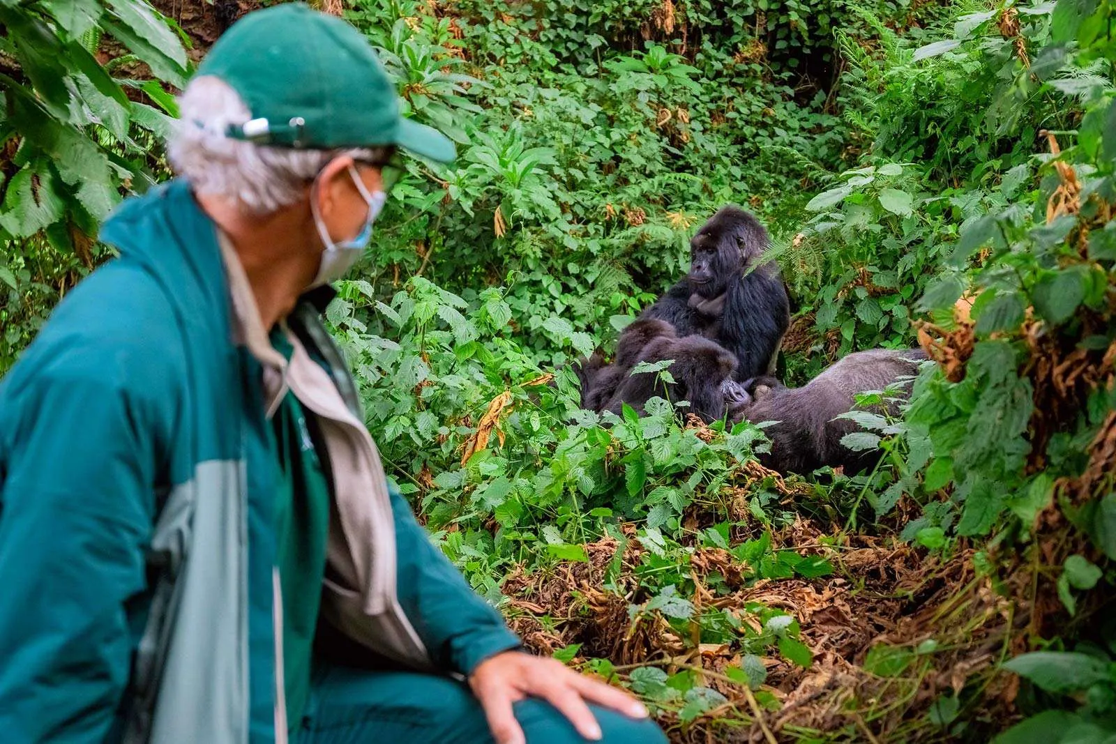 7-Day Rwanda Primates | Chimpanzee, Gorillas & Ellen Campus