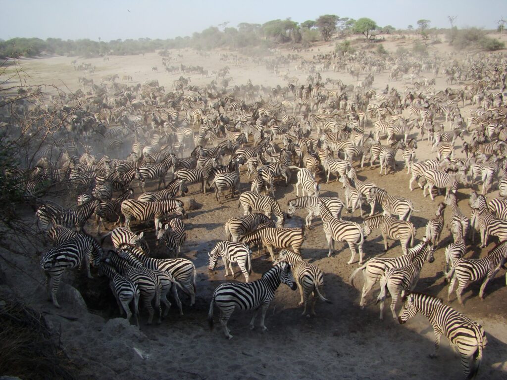The Serengeti Zebra Migration Map, Facts. Why & When